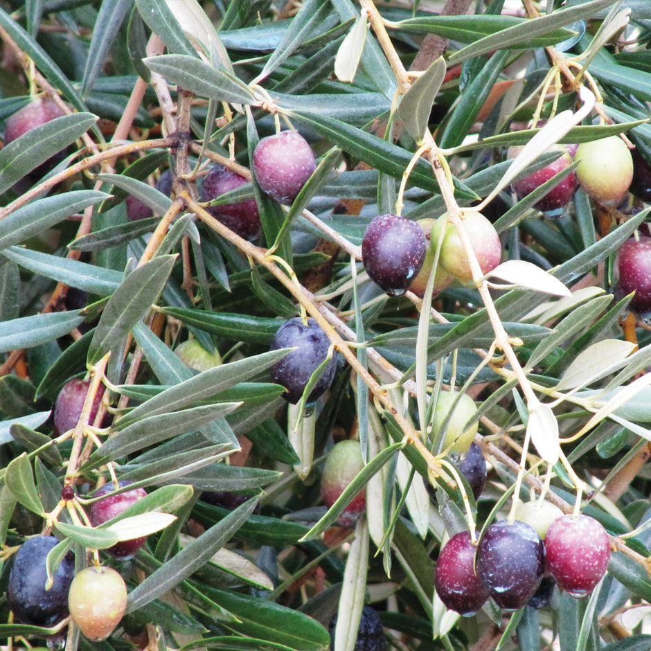 True Olive Connection